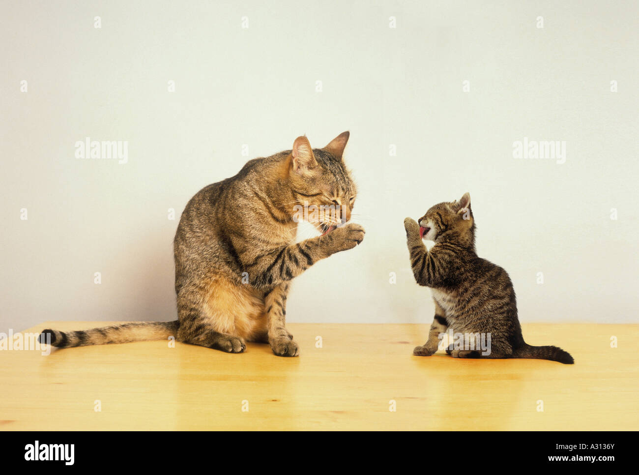 cat and kitten - preening paws Stock Photo - Alamy