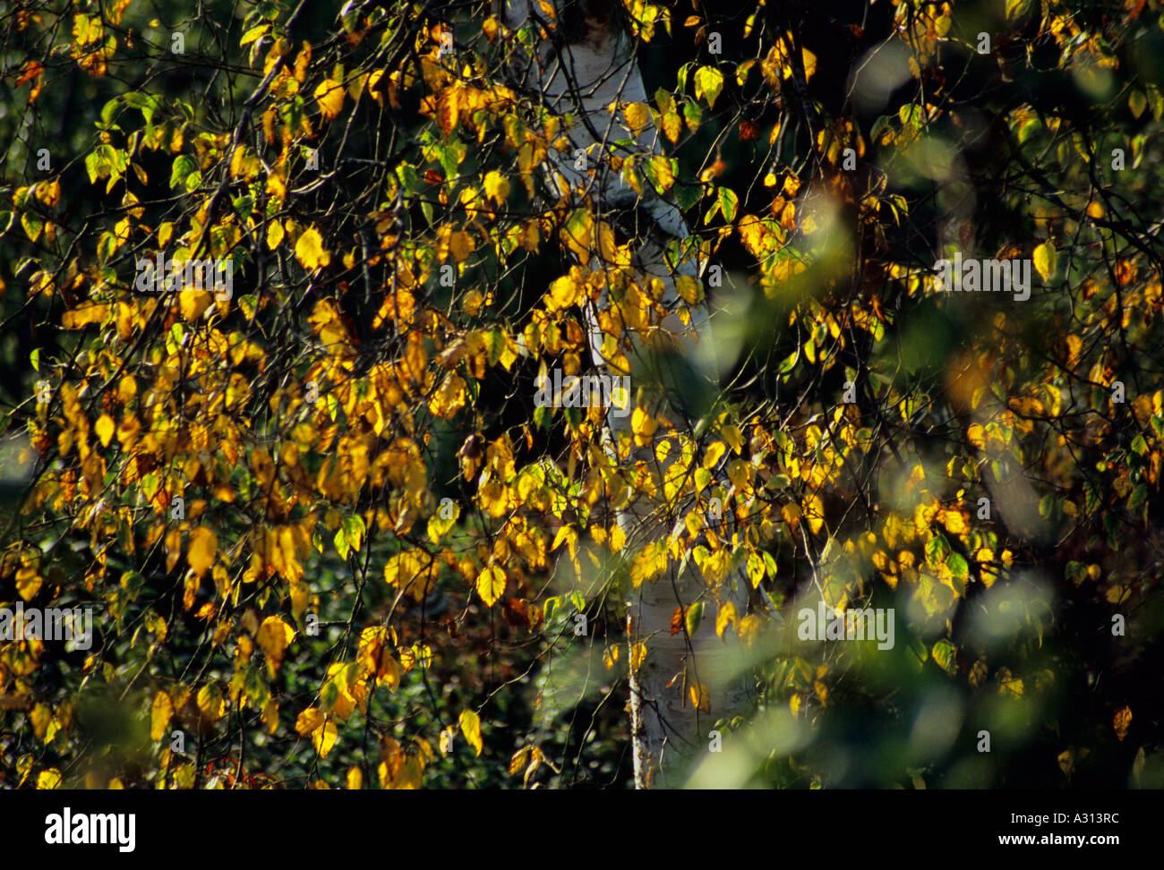 Pattern of golden Silver Birch leaves backlit by the sun Stock Photo ...
