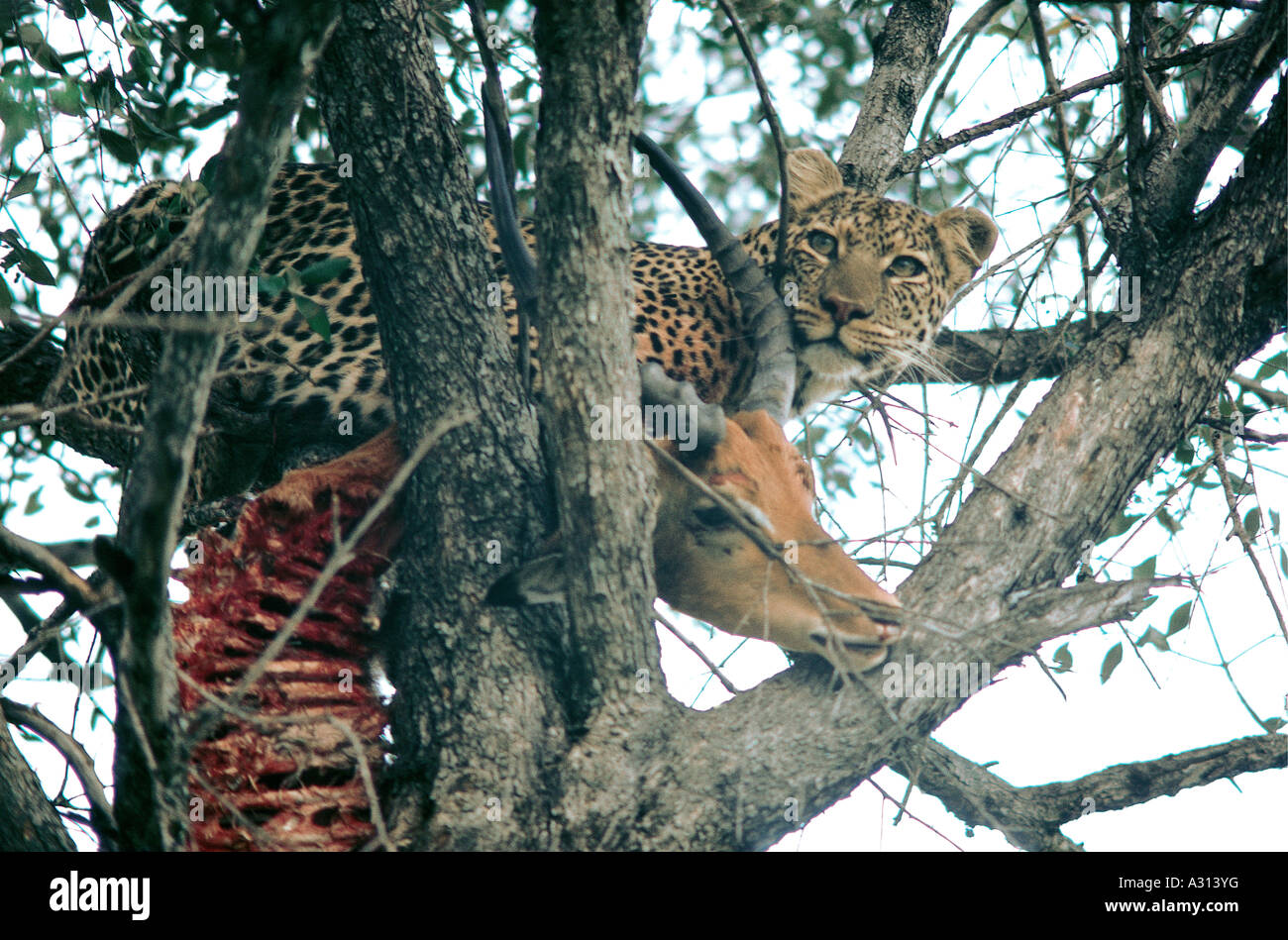 Leopard with Impala carcass in branches of tree at Masai Mara National ...