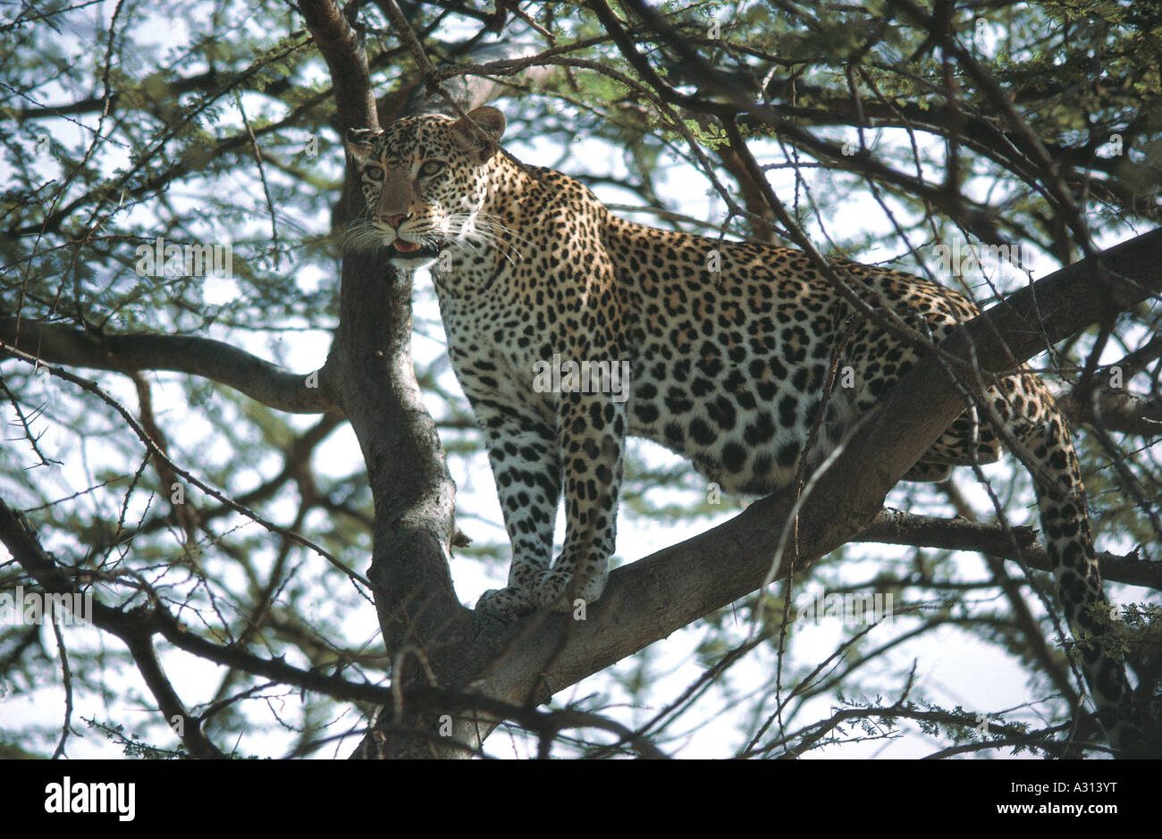Leopard standing on the branch of an Acacia tree Samburu National ...