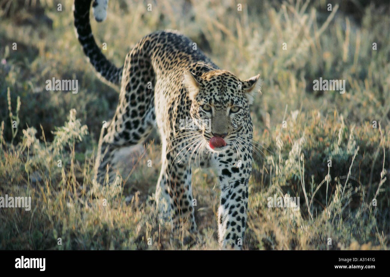 Leopard hunt hi-res stock photography and images - Alamy