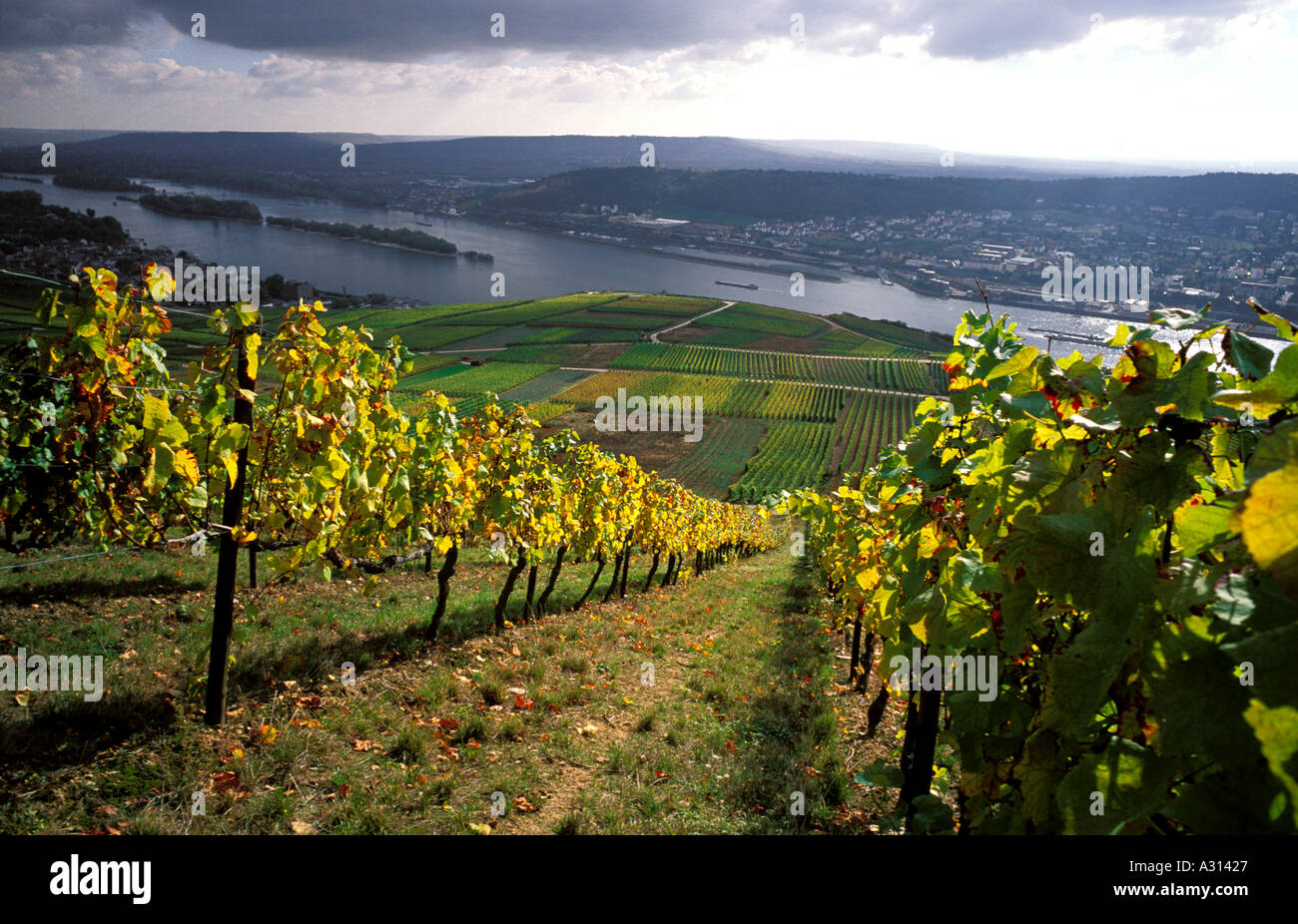 Rhine wine hi-res stock photography and images - Alamy