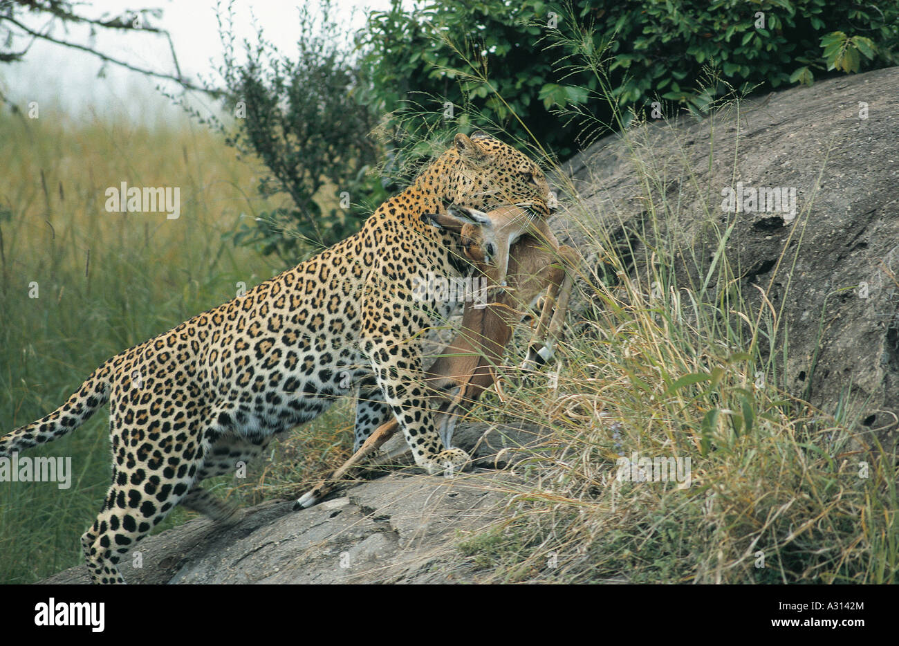 Hunter with impala killed hi-res stock photography and images - Alamy