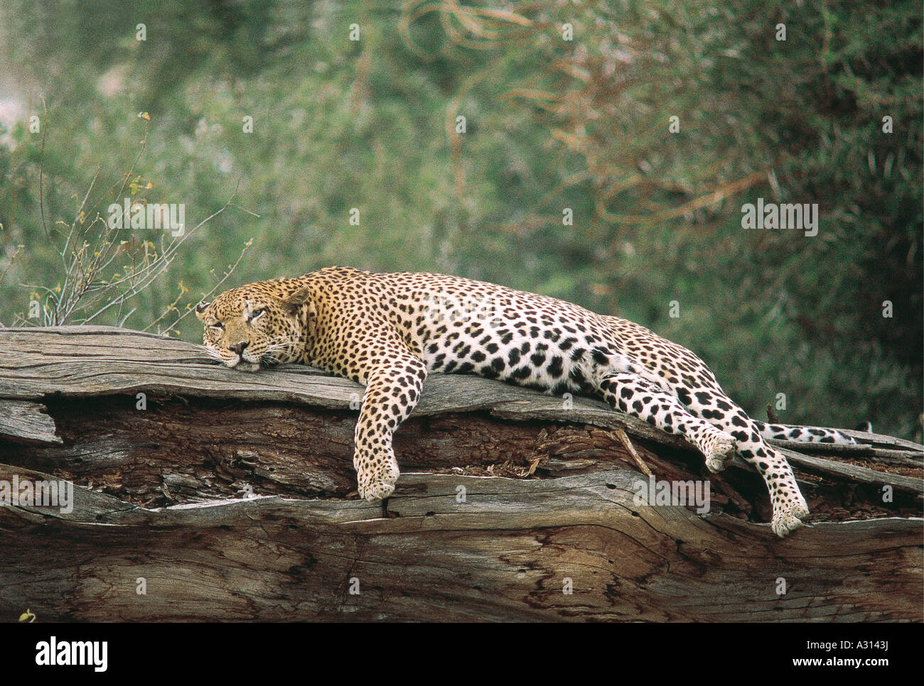 Leopard tree hi-res stock photography and images - Alamy
