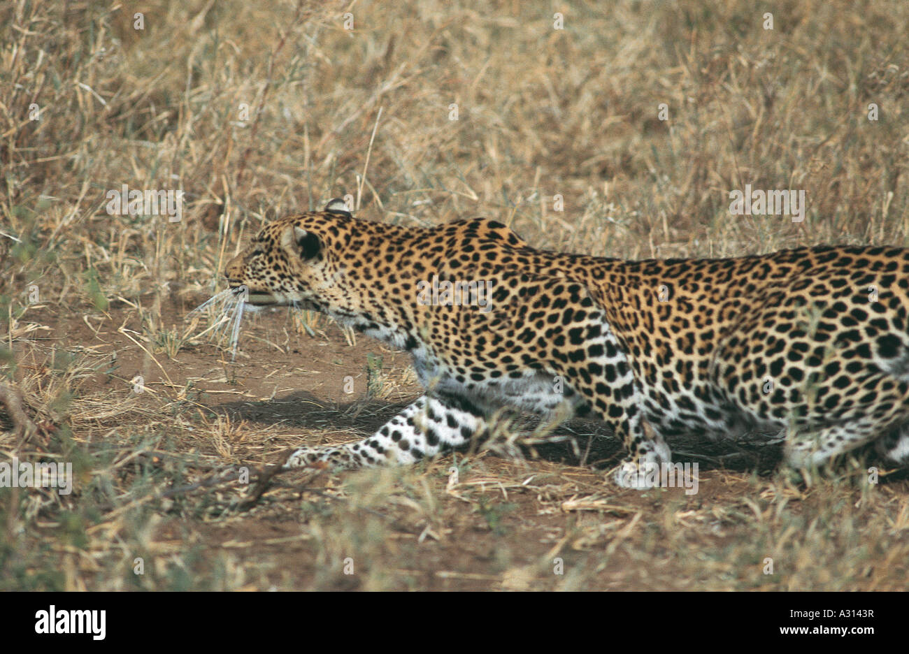 Leopard Stalking