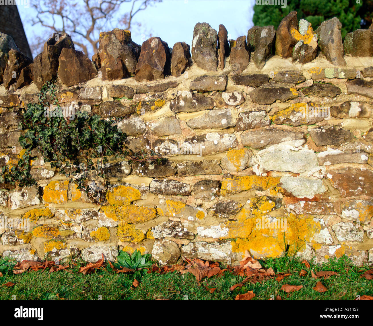 wall encrusted with lichen English Country Churchyard Churt Surrey UK ...