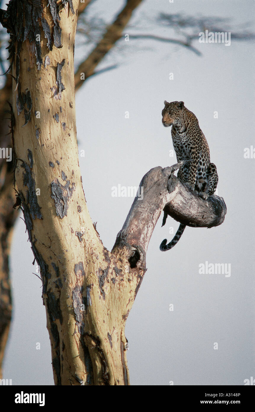 Leopard sitting on branch of yellow barked Acacia tree in Serengeti ...