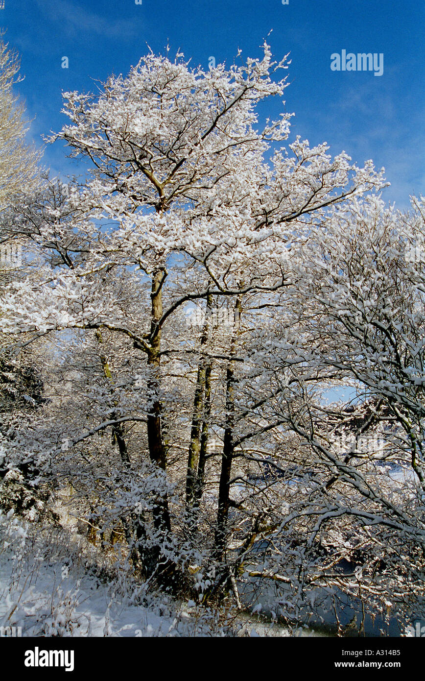 Winter Trees, snow, Yarm, UK Stock Photo - Alamy