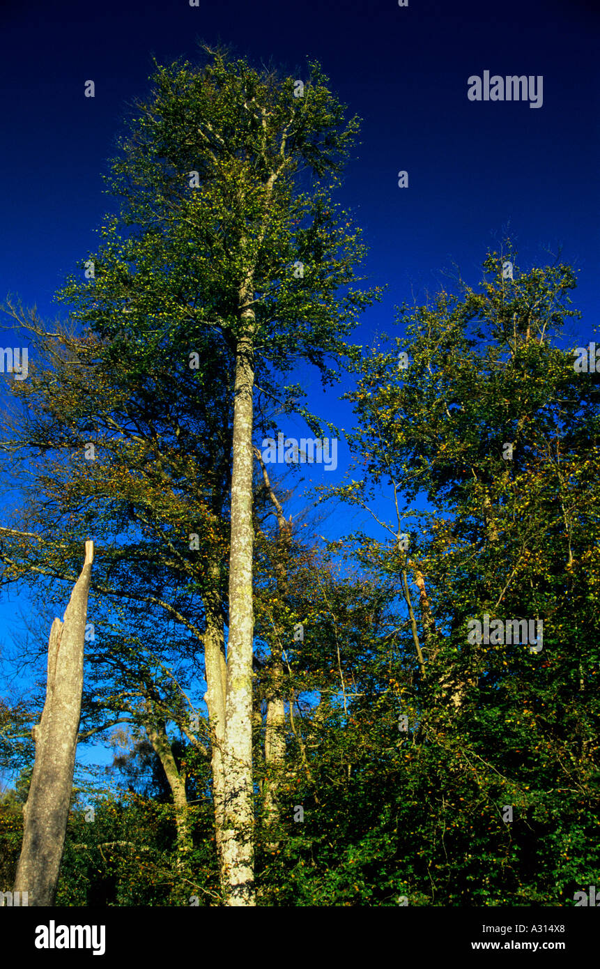 Tall trees Mark Ash Wood New Forest Hampshire England UK Stock Photo ...