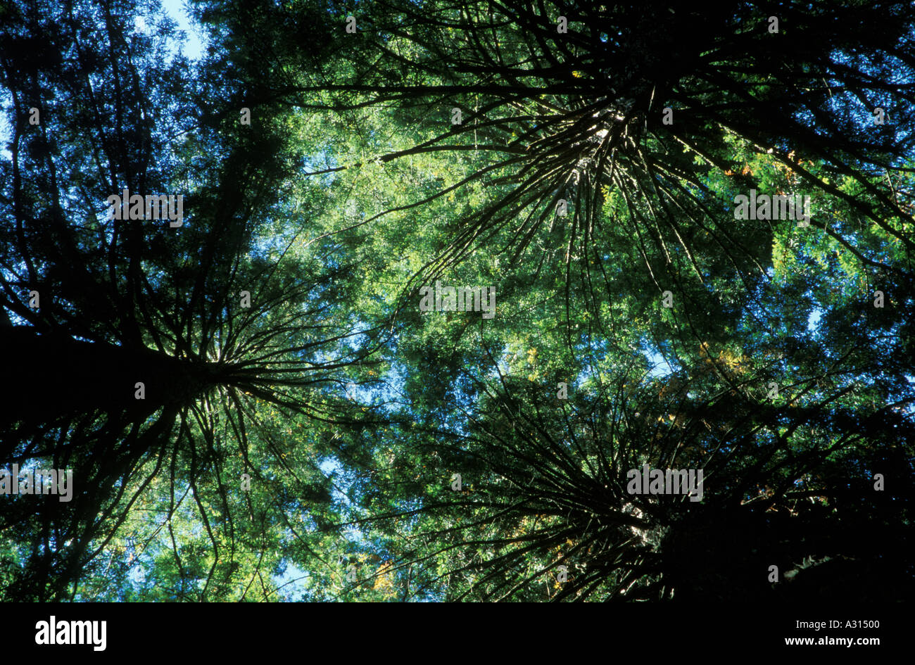 Giant Redwood Canopy in New Zealand Stock Photo - Alamy