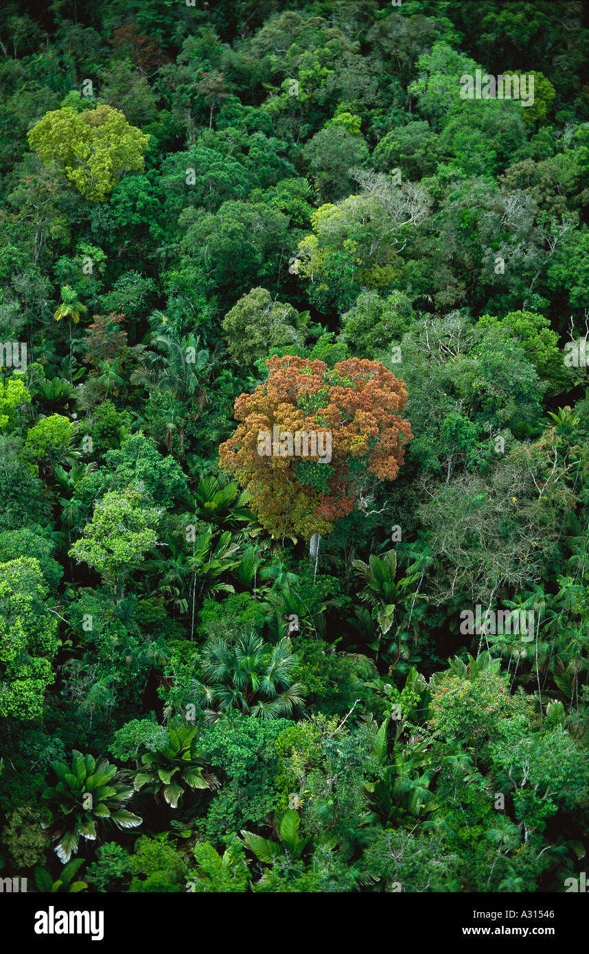 Emergent tree with reddish young leaves in floodplain rainforest in ...