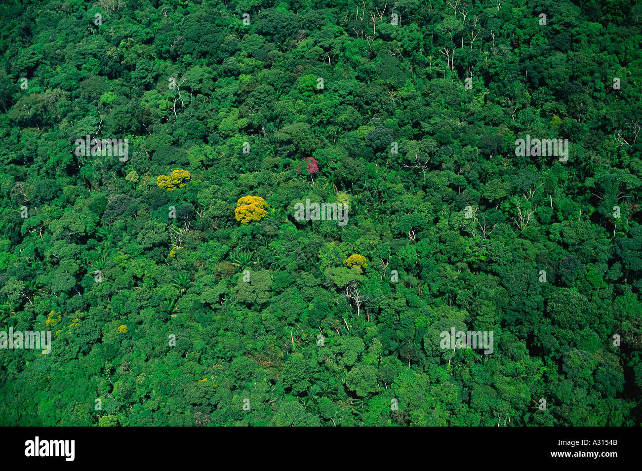 Flowering rainforest tree amazon rainforest hi-res stock photography ...