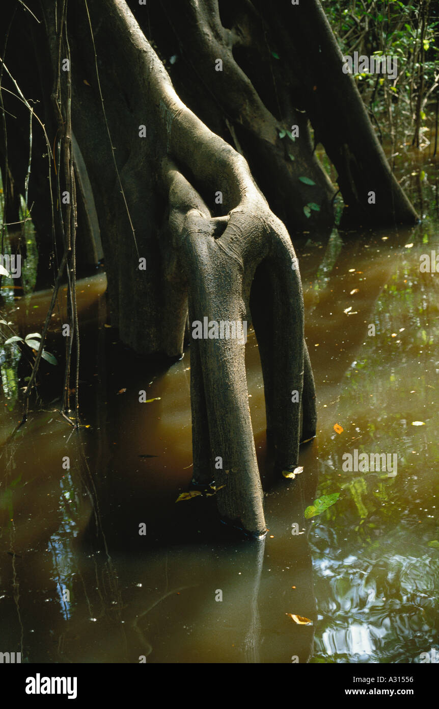 Thick stilt roots of tree in swamp forest mata de igapó in Mamirauá ...