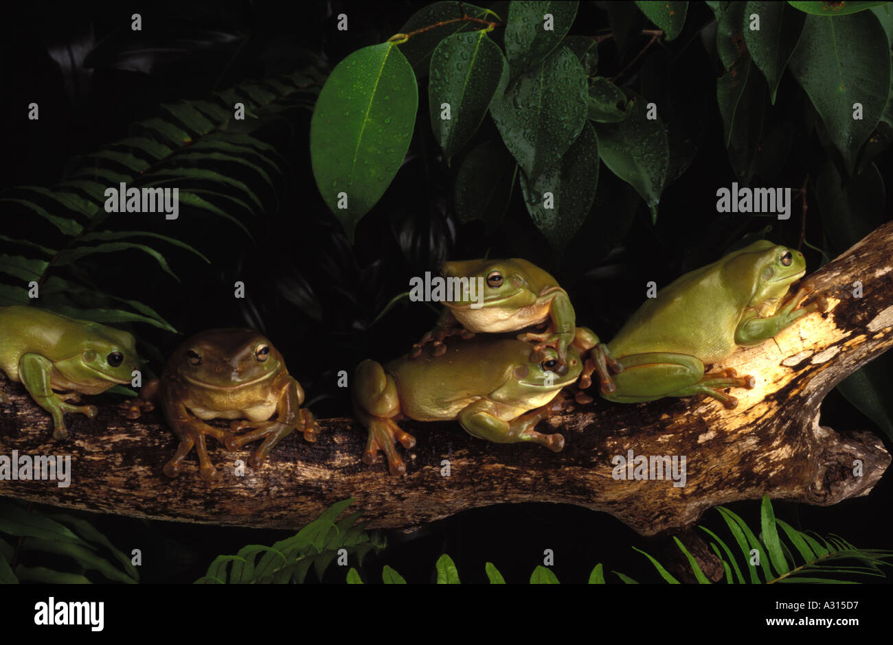 Five frogs hi-res stock photography and images - Alamy