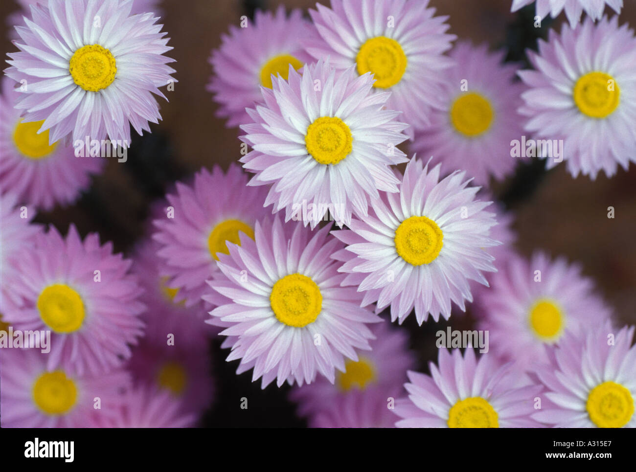 Australian native paper daisy hi-res stock photography and images - Alamy