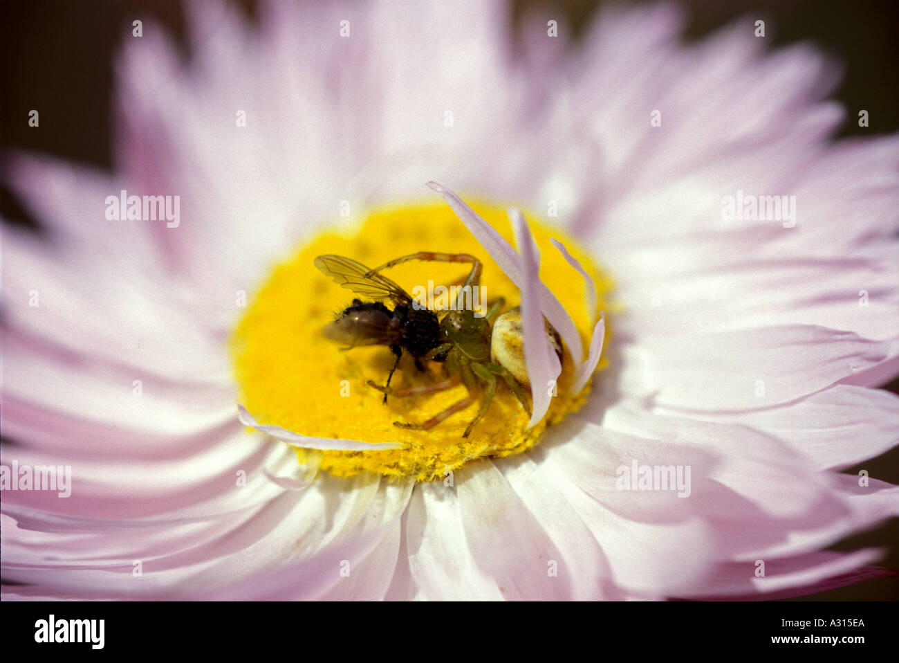 Spider and Fly 0021 Stock Photo - Alamy
