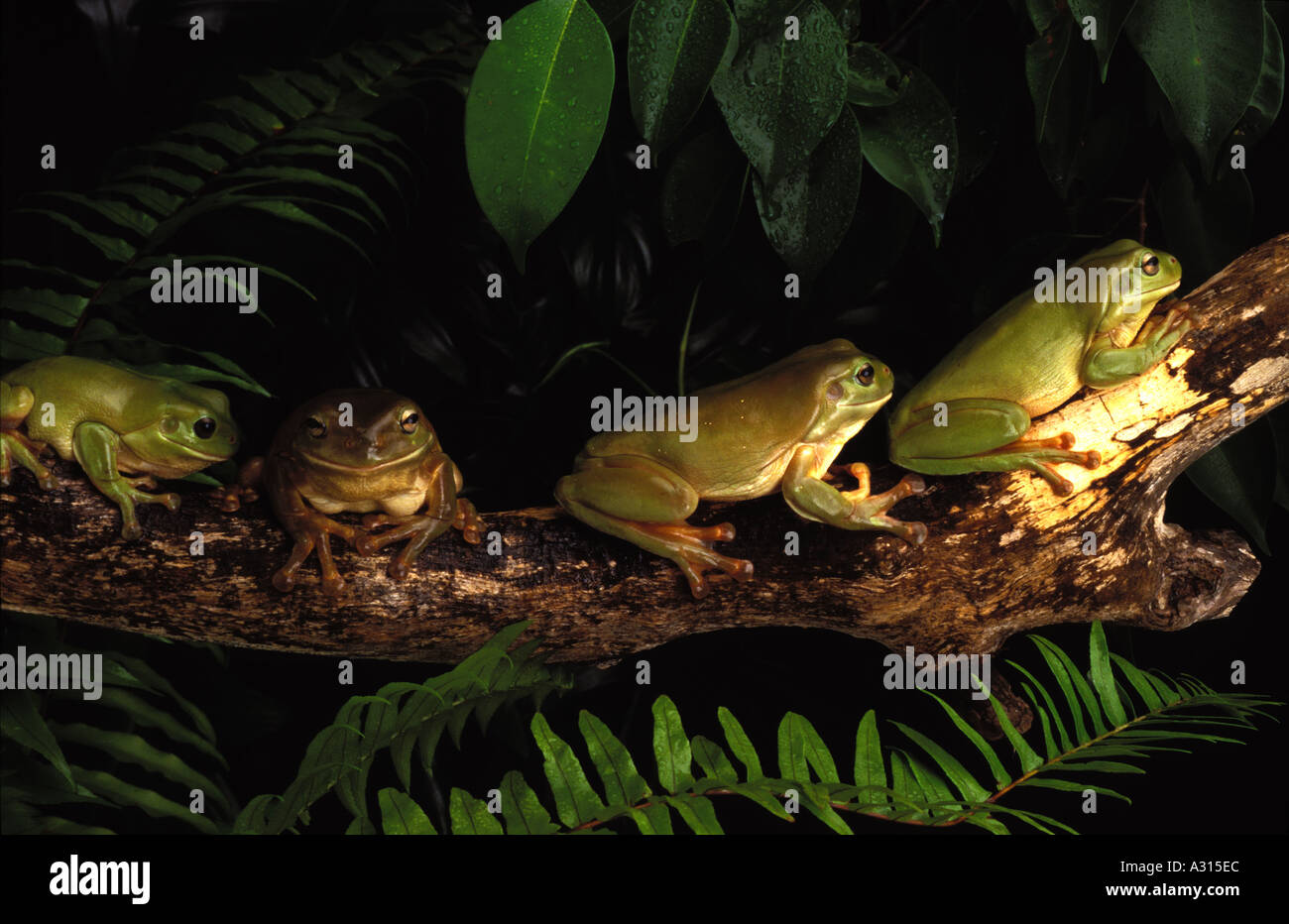 Five different frogs hi-res stock photography and images - Alamy