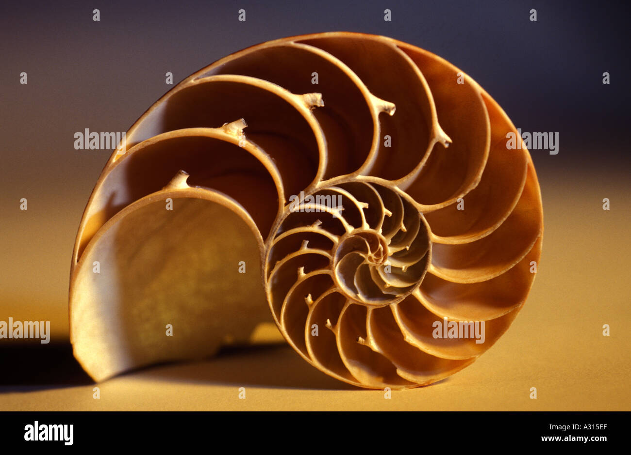 Nautilus shell 0003 Stock Photo - Alamy