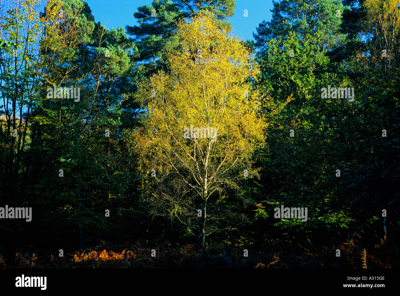 Silver Birch Mark Ash Wood New Forest Hampshire England UK Stock Photo ...