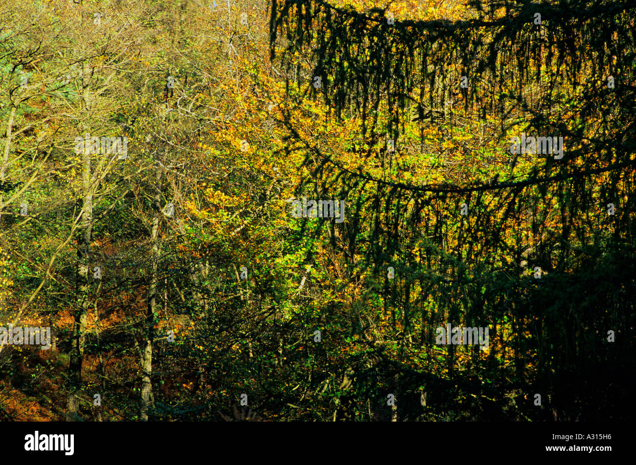 Abstract Pattern of foliage Mark Ash Wood New Forest Hampshire England ...