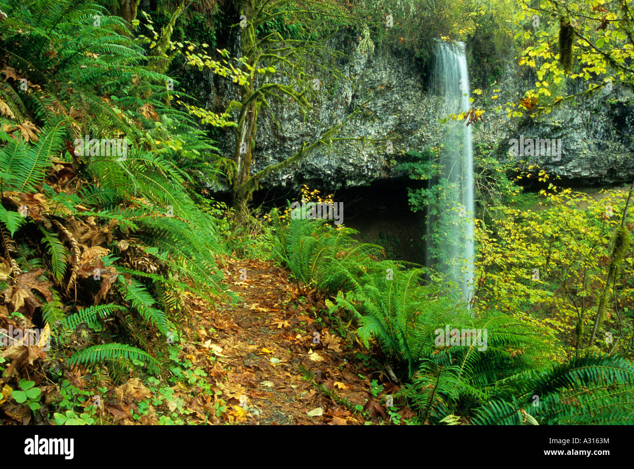 Shellburg Falls in the Santiam State Forest, Cascade Mountain Range ...
