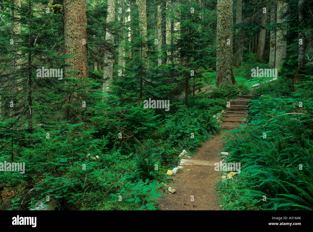 Trail to Big Greider Lake in the Cascade Mountain Range, Washington ...