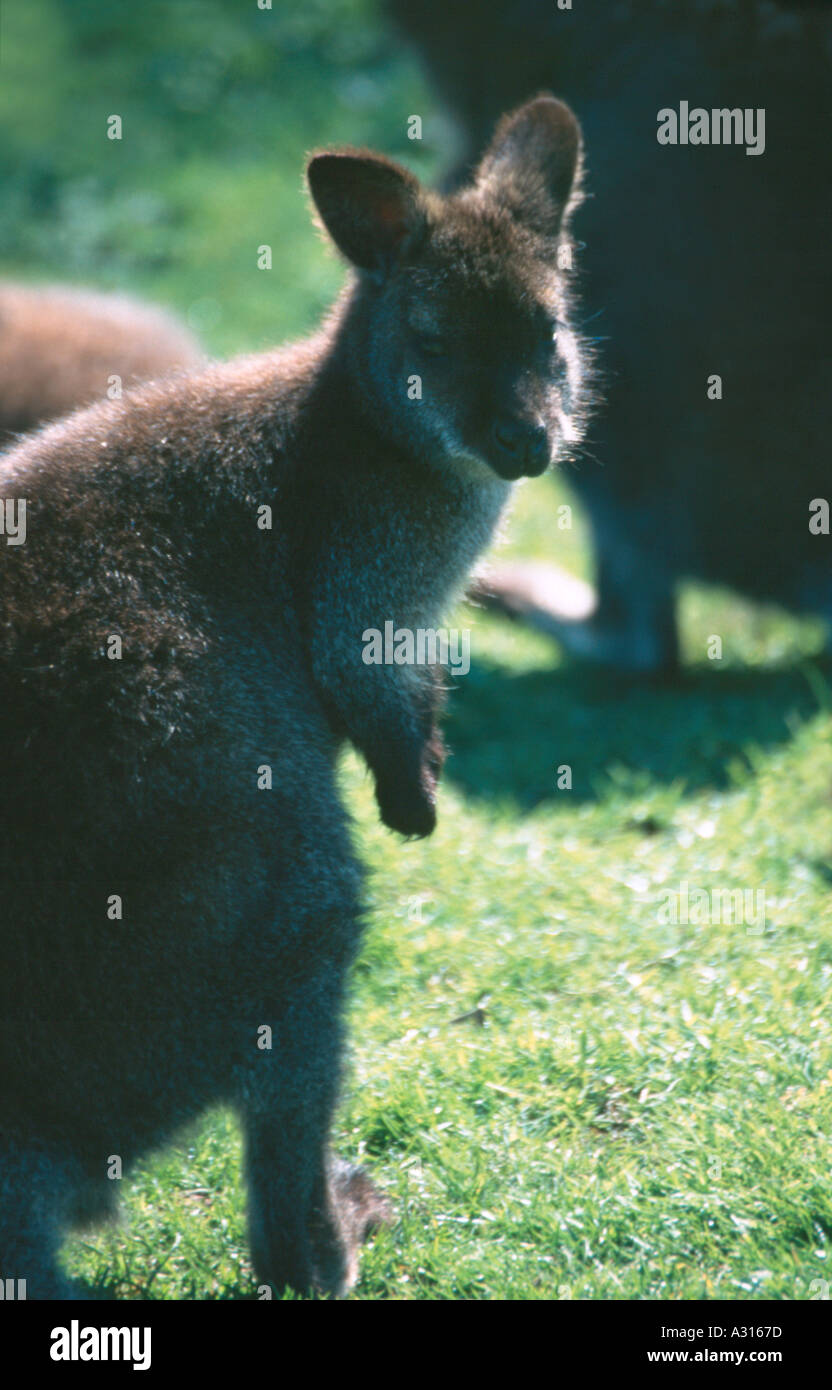 Wallaby Tropiquaria Somerset England Stock Photo - Alamy