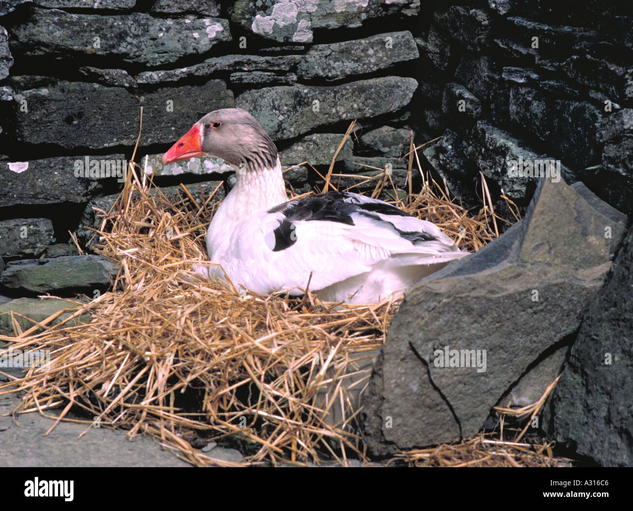Farm goose nest hi-res stock photography and images - Alamy