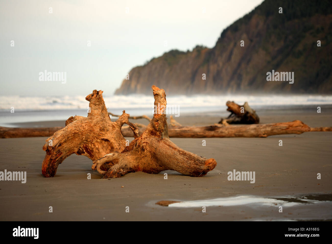 A root ball on a beach in Manzanita Oregon Stock Photo - Alamy