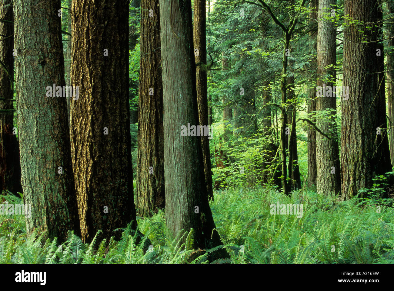 Old growth forest in Twin Falls State Park, Cascade Mountain Range ...