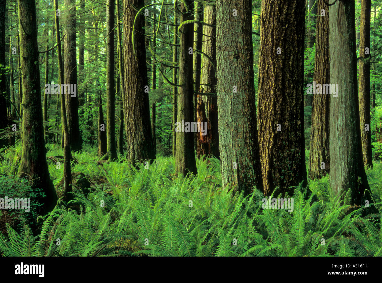 Old growth forest in Twin Falls State Park, Cascade Mountain Range ...