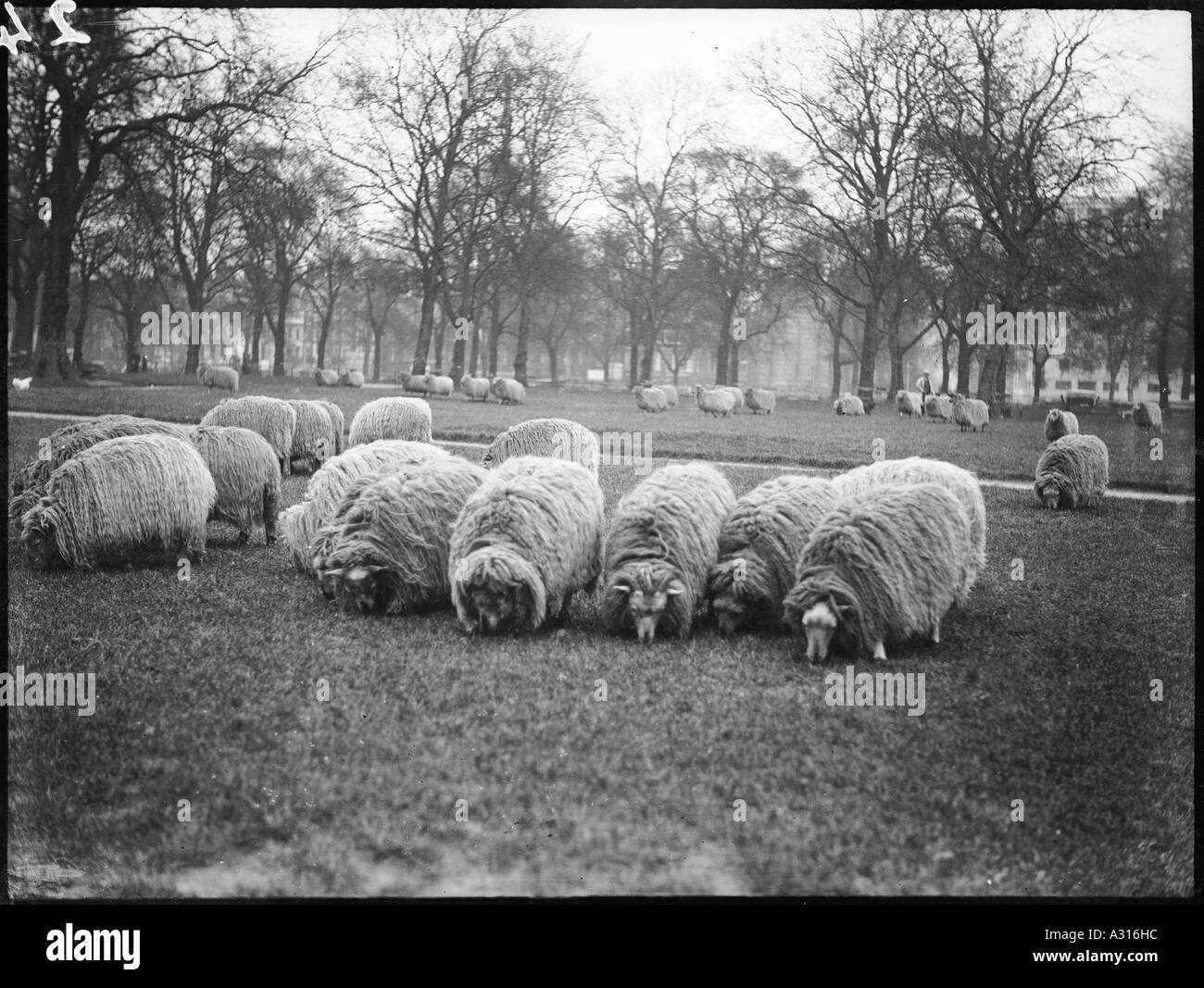 Sheep during Black and White Stock Photos & Images - Alamy