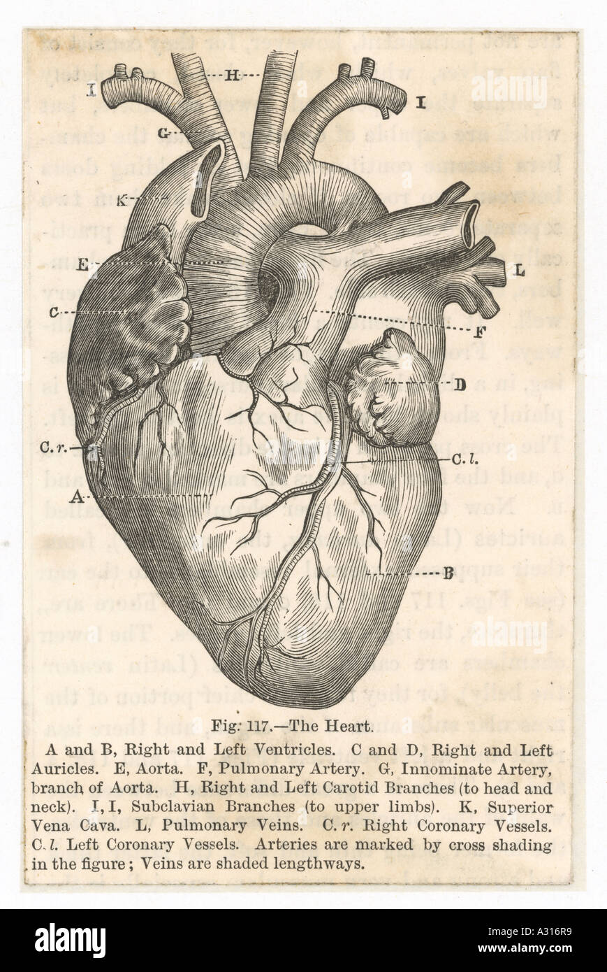 Ventricles heart hi-res stock photography and images - Alamy