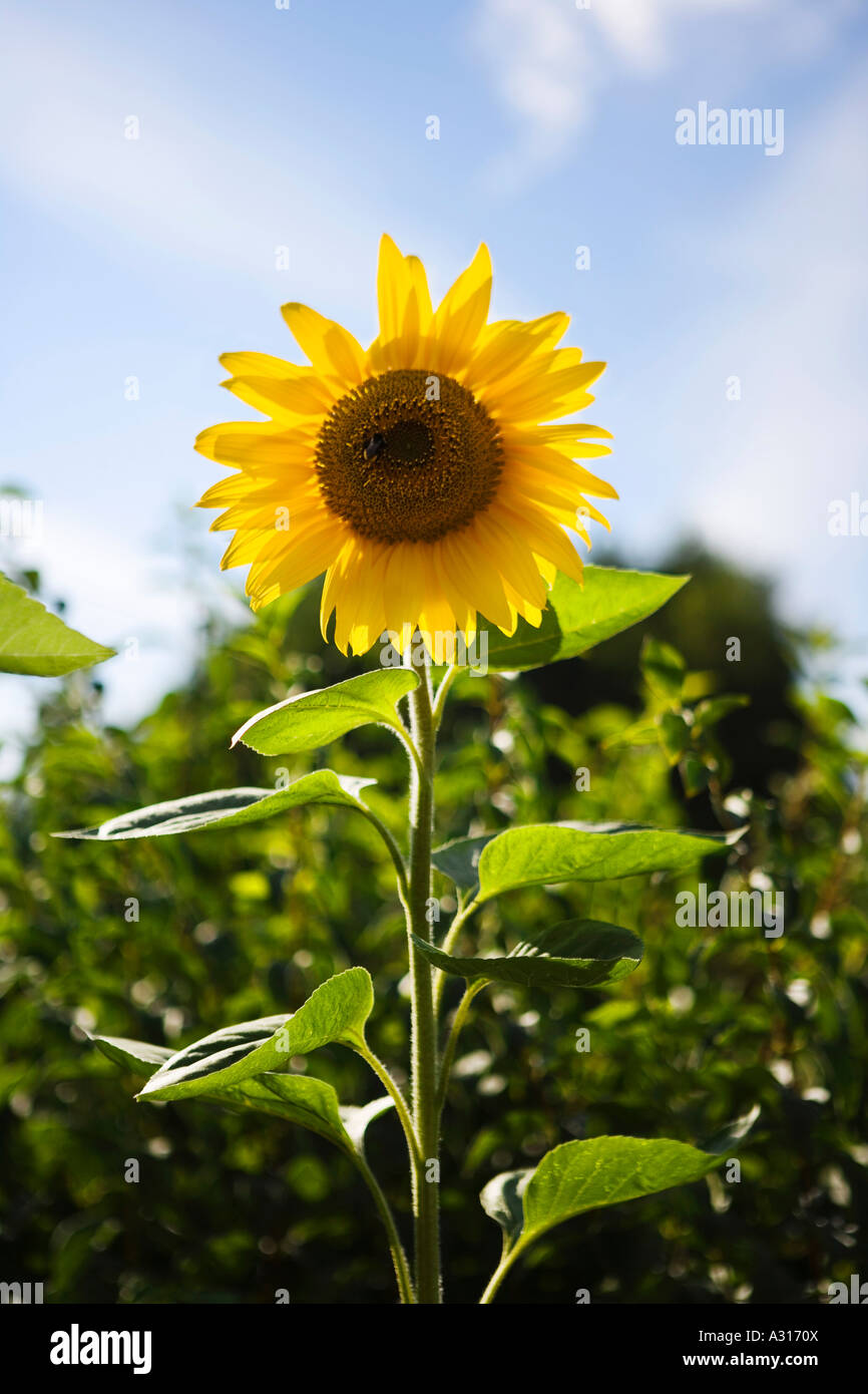 Sunflower in garden Stock Photo - Alamy