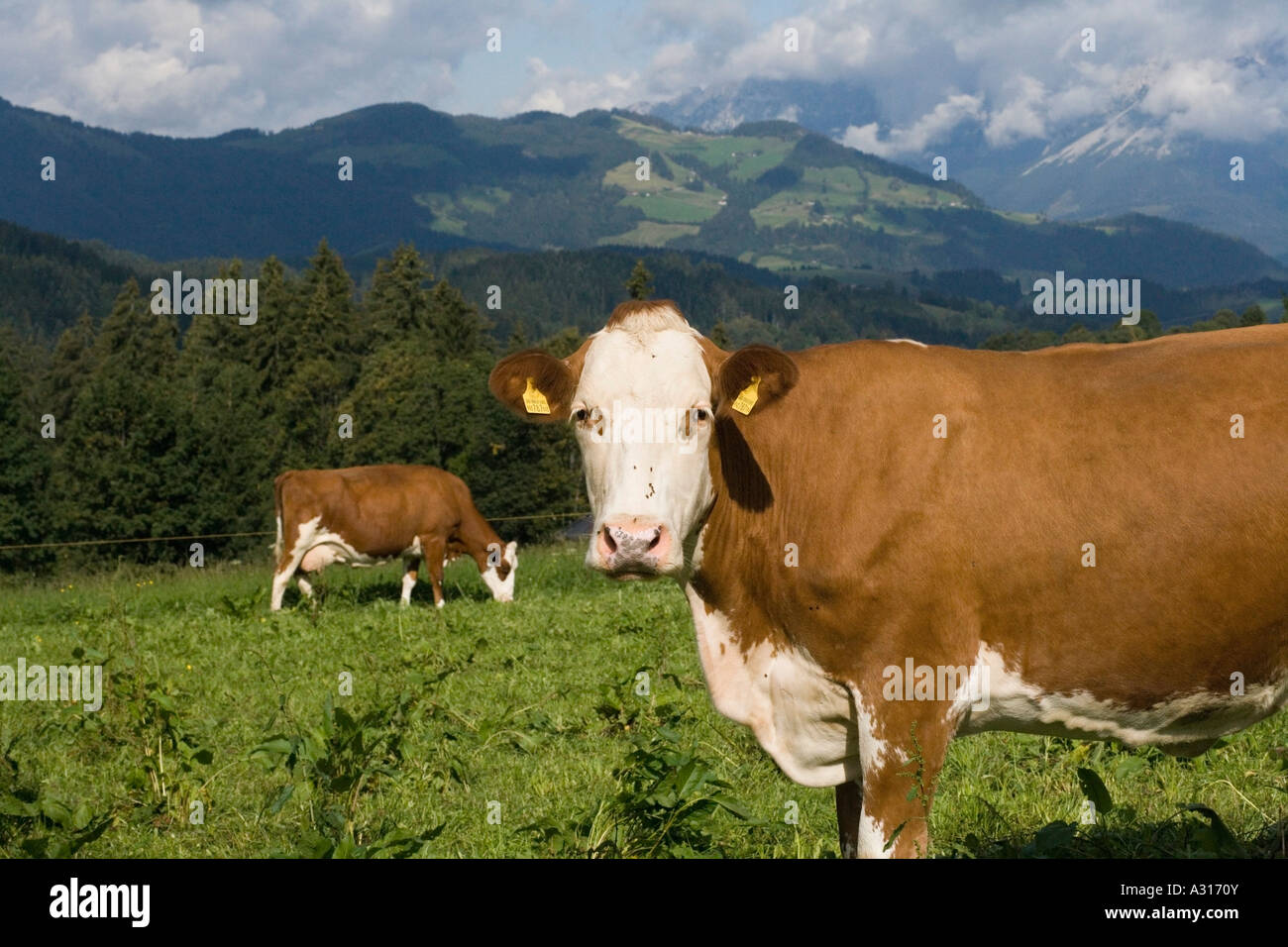 Two cows grazing in field Stock Photo - Alamy