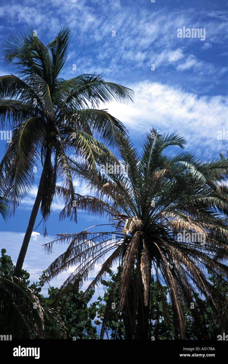 Palm trees in Havan Cuba Stock Photo - Alamy