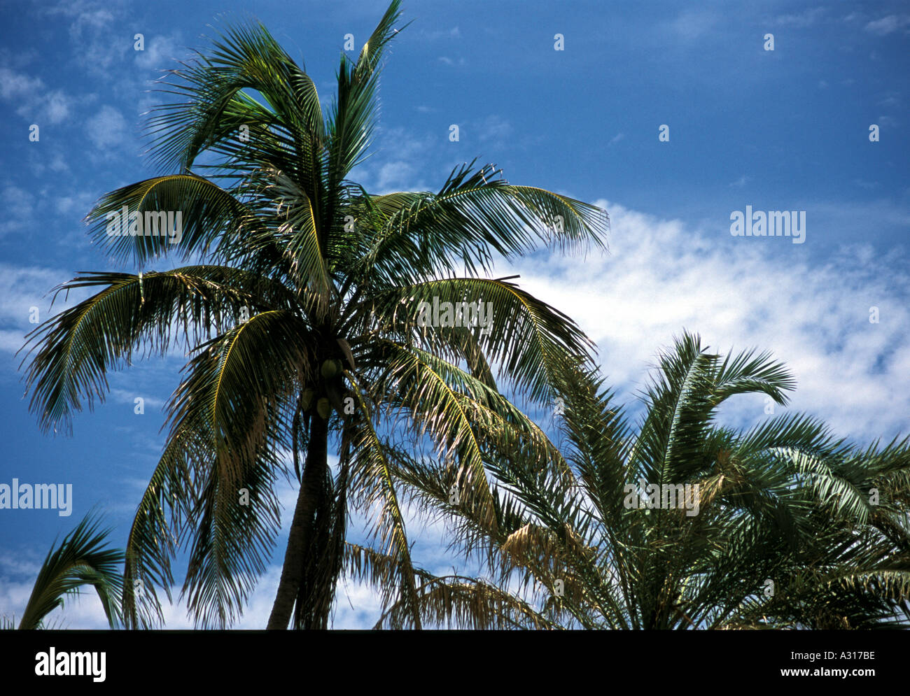 Palm trees in Havan Cuba Stock Photo - Alamy