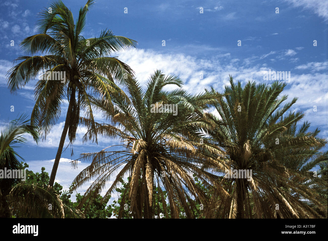 Palm trees in Havan Cuba Stock Photo - Alamy