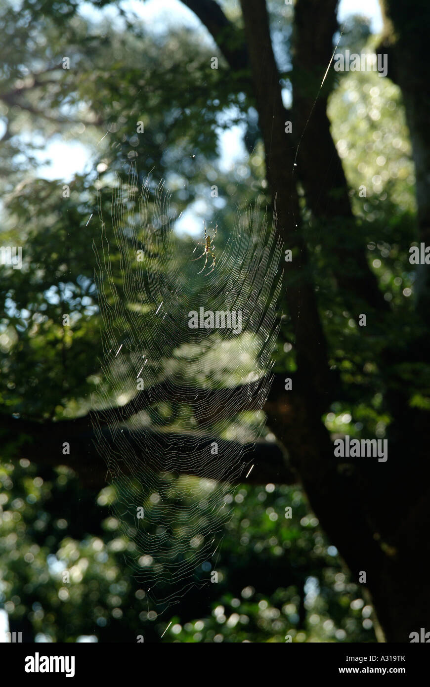 Spider's web. Kenroku-en Garden. Kanazawa. Japan Stock Photo - Alamy