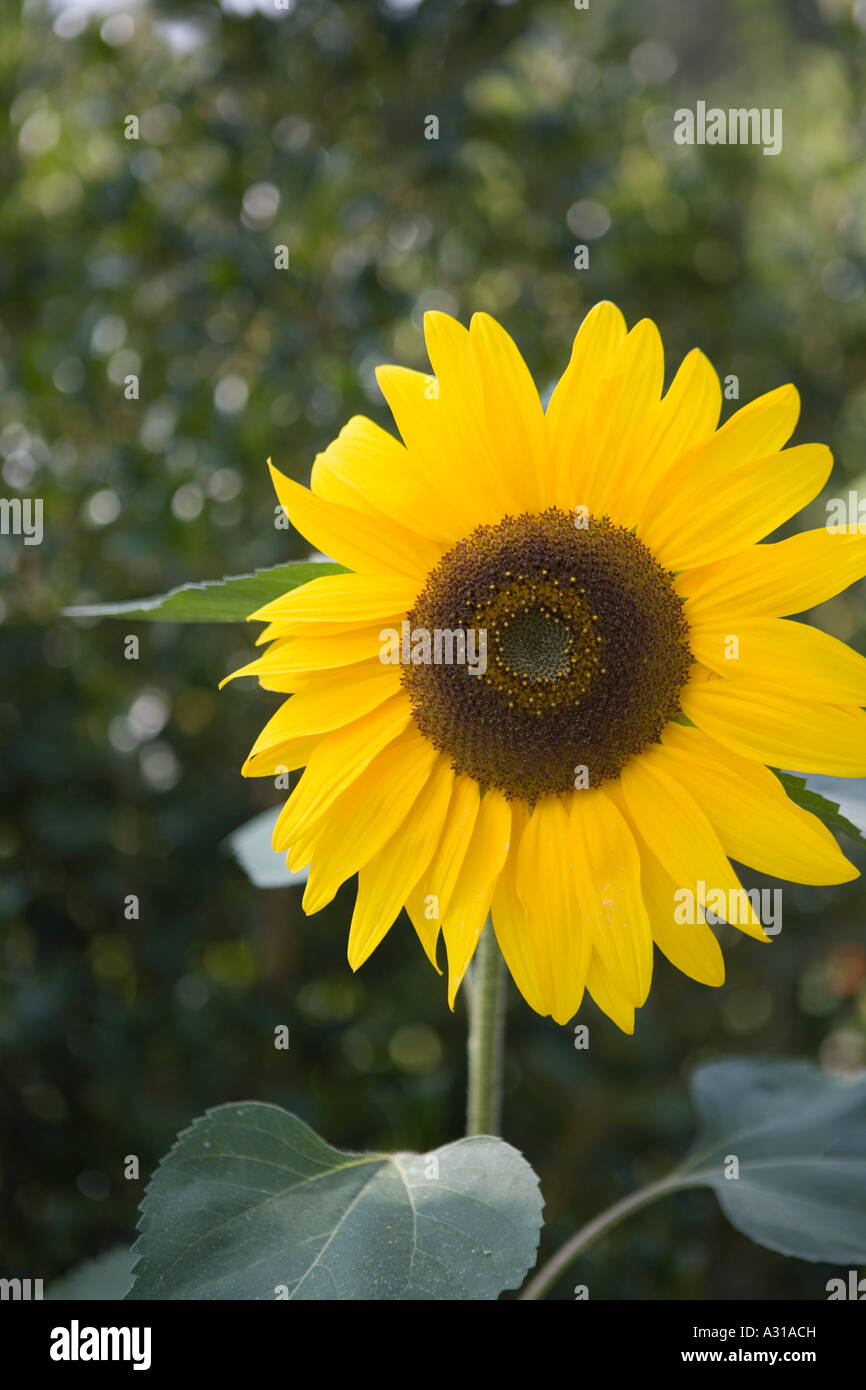 Sunflower (helianthus) stem section hi-res stock photography and images ...