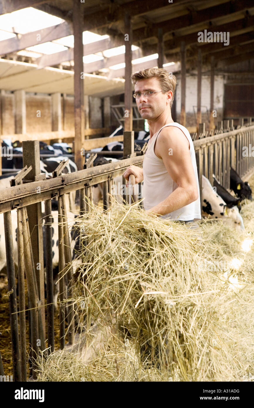 Farm worker in barn with cows Stock Photo - Alamy