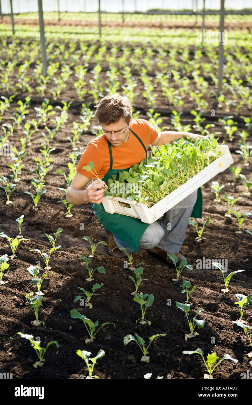Man picking crop in greenhouse Stock Photo - Alamy