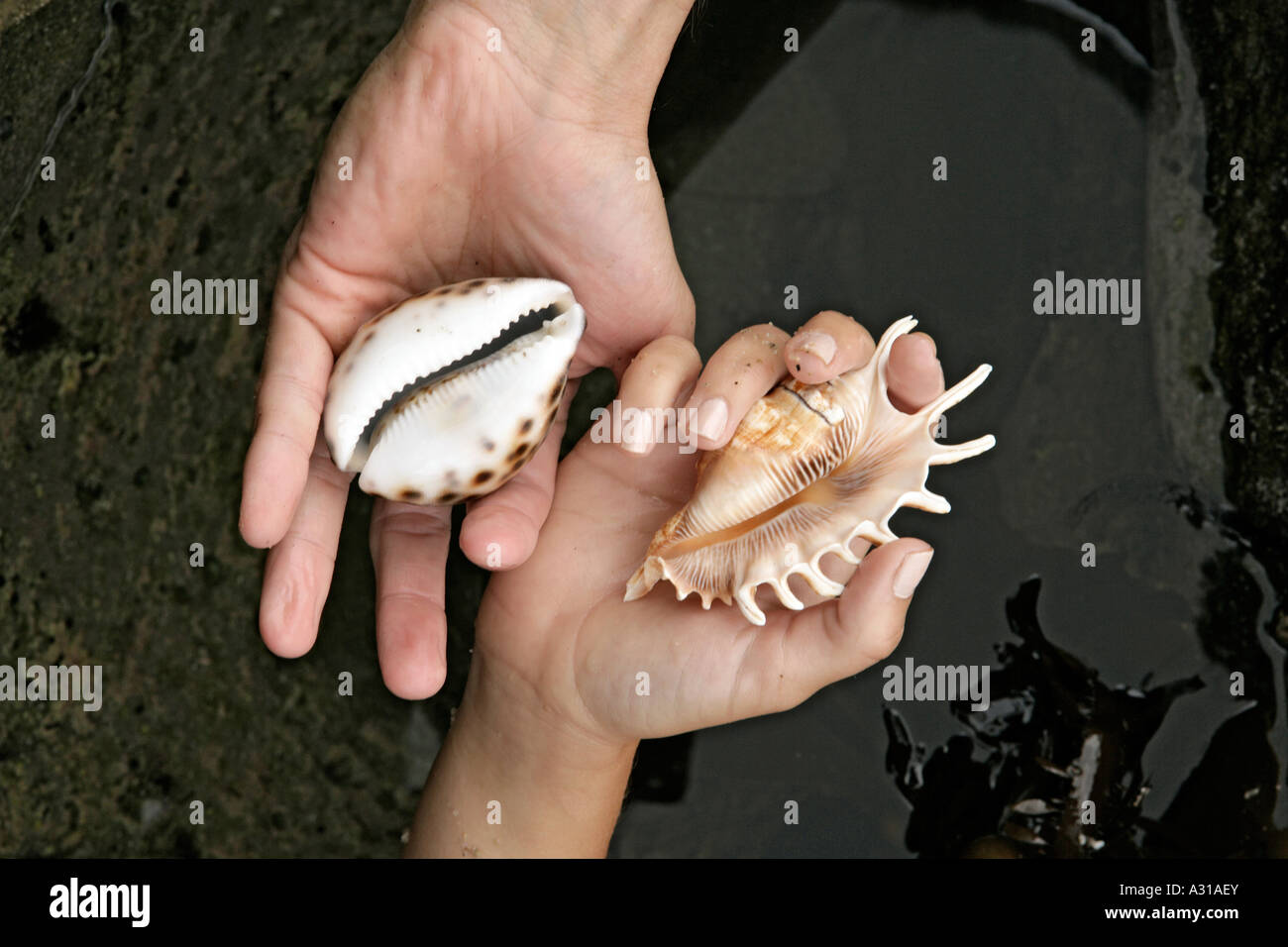 Close-up of shells Stock Photo - Alamy