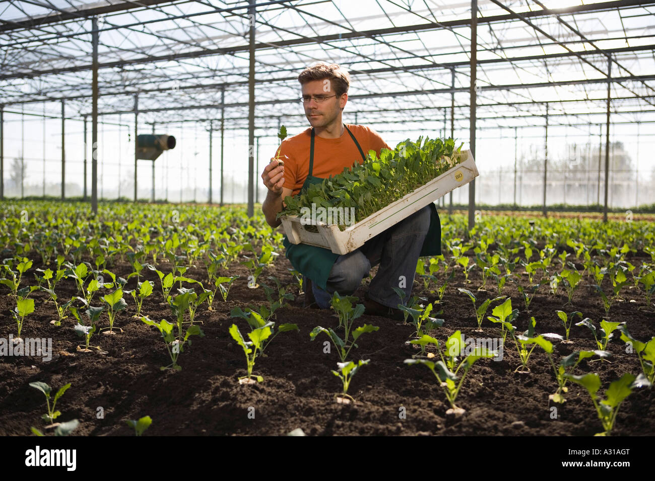 Man picking crop in greenhouse Stock Photo - Alamy