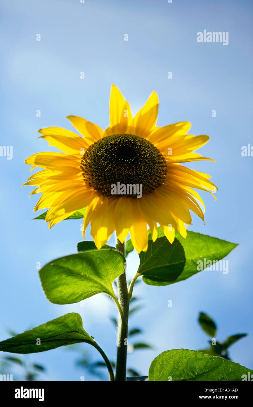 Sunflower (helianthus) stem section hi-res stock photography and images ...