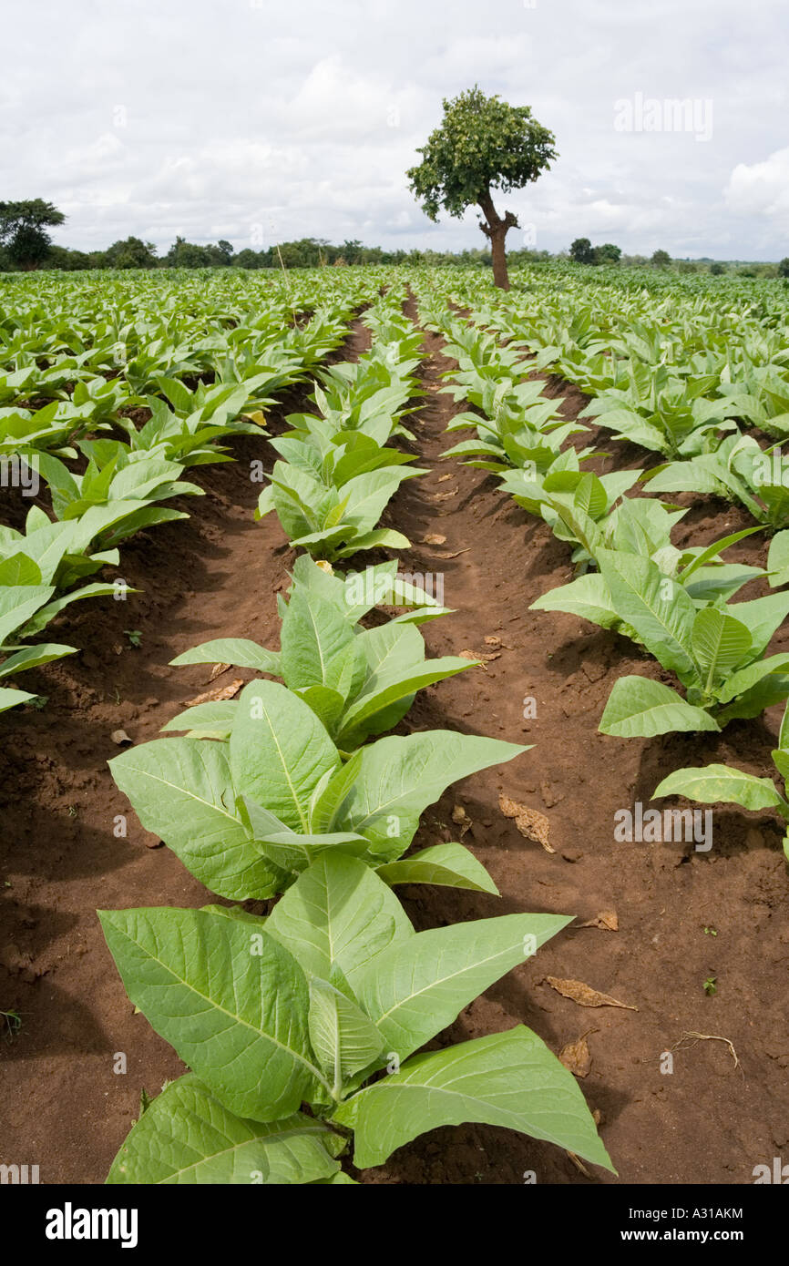 Young tobacco plants growing during the rainy season in the village of ...