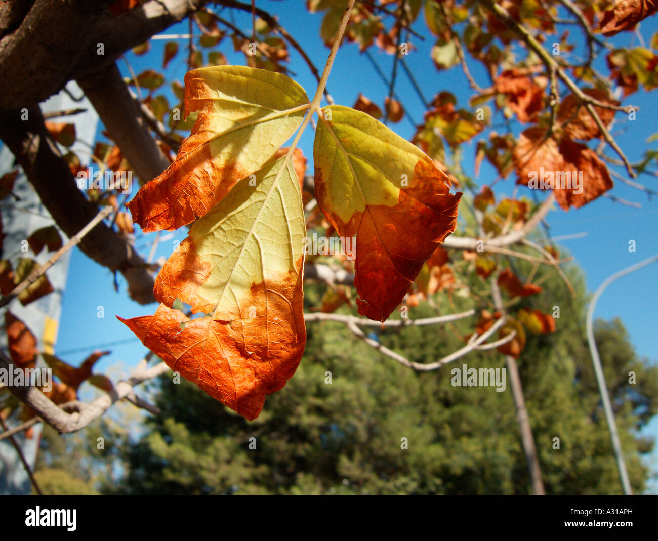 Chestnut tree in autumn leaves Stock Photo - Alamy