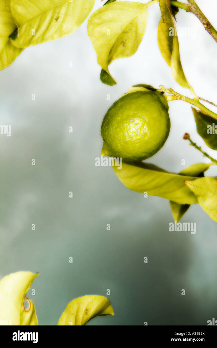 Lemon fruit hanging on a branch of lemon tree Stock Photo - Alamy