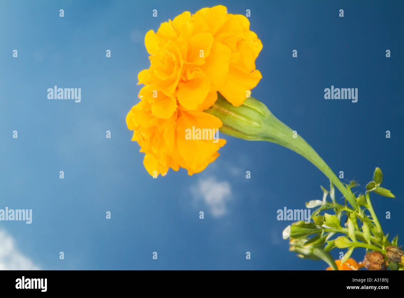 Transpiration flower hi-res stock photography and images - Alamy