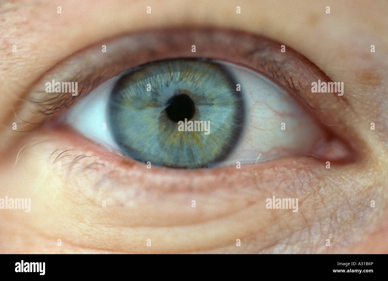 Close up of human eye Stock Photo - Alamy